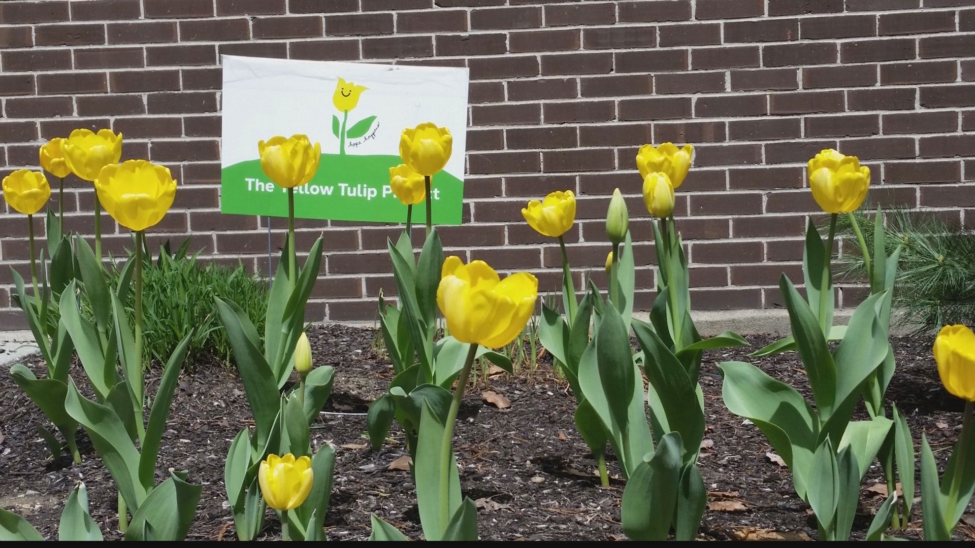 Hope springs eternal. Yellow Tulip Project spreads this truth ...